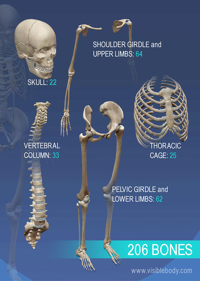 Overview Of Skeleton Learn Skeleton Anatomy overview-of-skeleton-learn-skeleton-anatomy