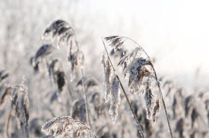 Snow Mold And How To Prevent It