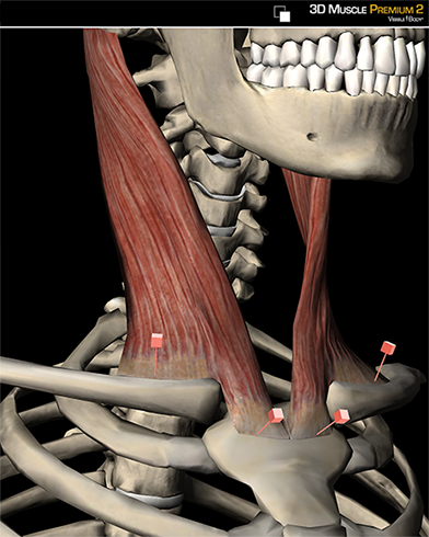 Learn Muscle Anatomy: Sternocleidomastoid