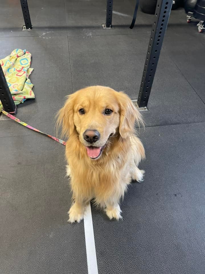 Champlain Veterinary Clinic