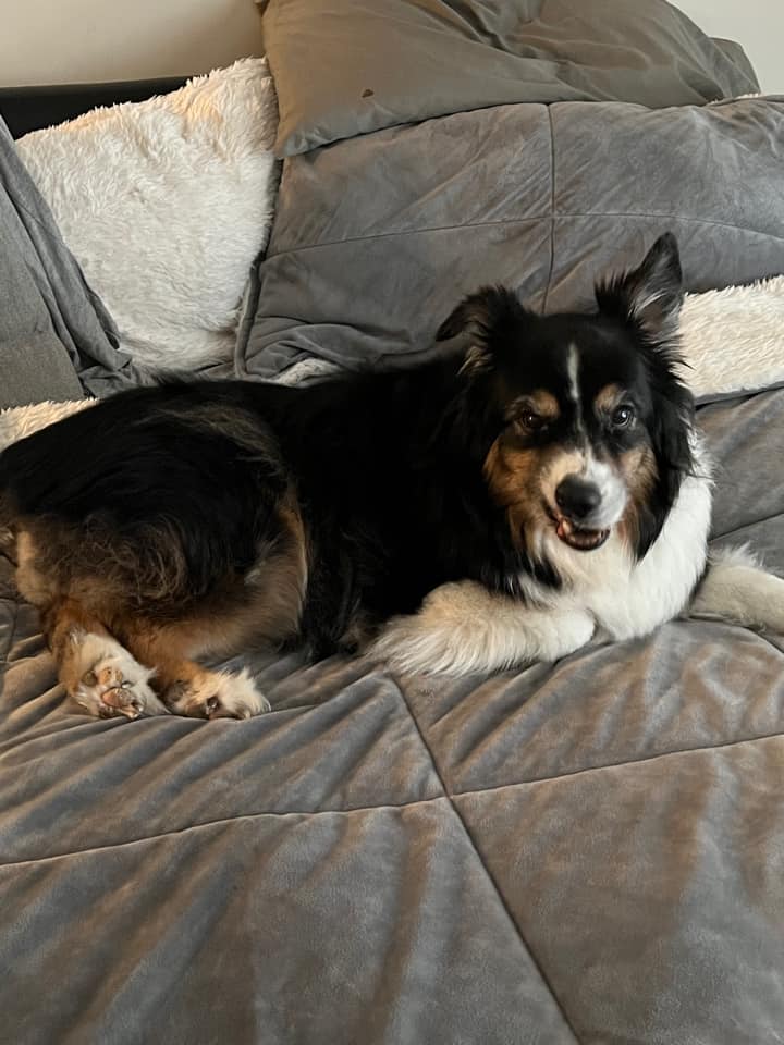 Champlain Veterinary Clinic