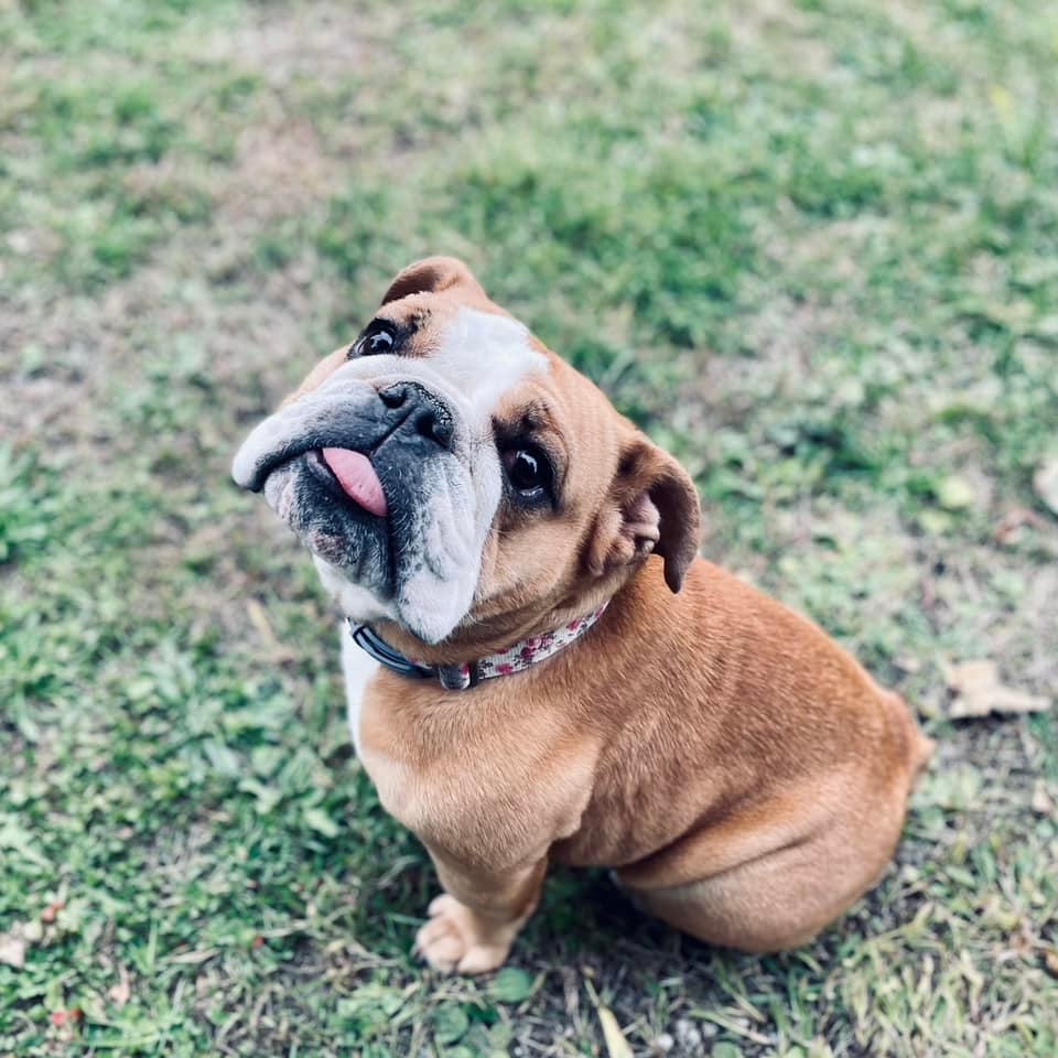 Champlain Veterinary Clinic