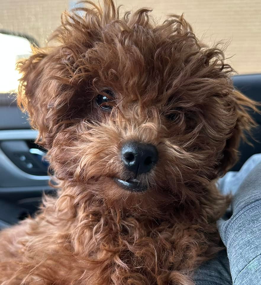 Champlain Veterinary Clinic