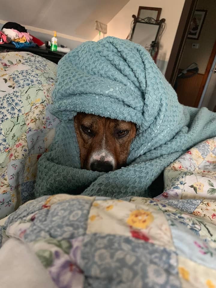 Champlain Veterinary Clinic