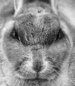 "Bad Rabbit" Ransomware Advisory