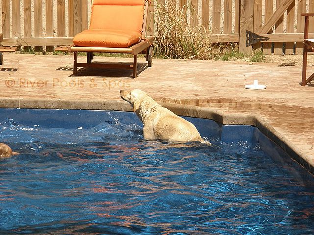 How to Choose a Pet-Friendly Pool