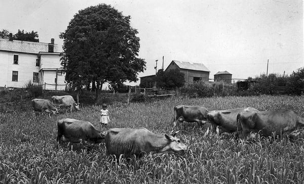 Throwback Thursday: Farm Edition (Week Three) - Olney Friends School
