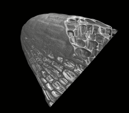 Sample Pipeline «Detect cells based on Membranes»