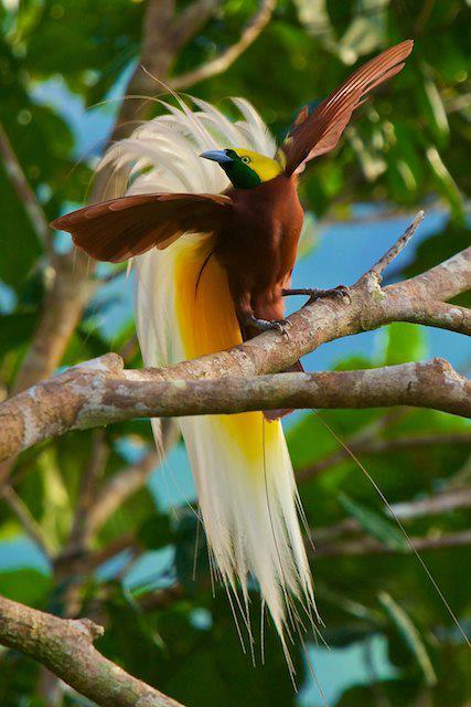 Free Download: Three exciting lesson inspired by the birds-of-paradise!