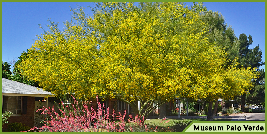 June Flowering Trees