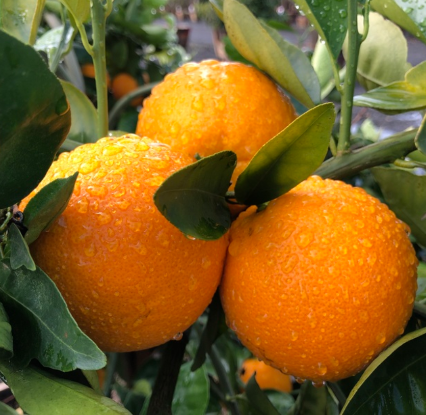 Valencia Oranges When To Pick