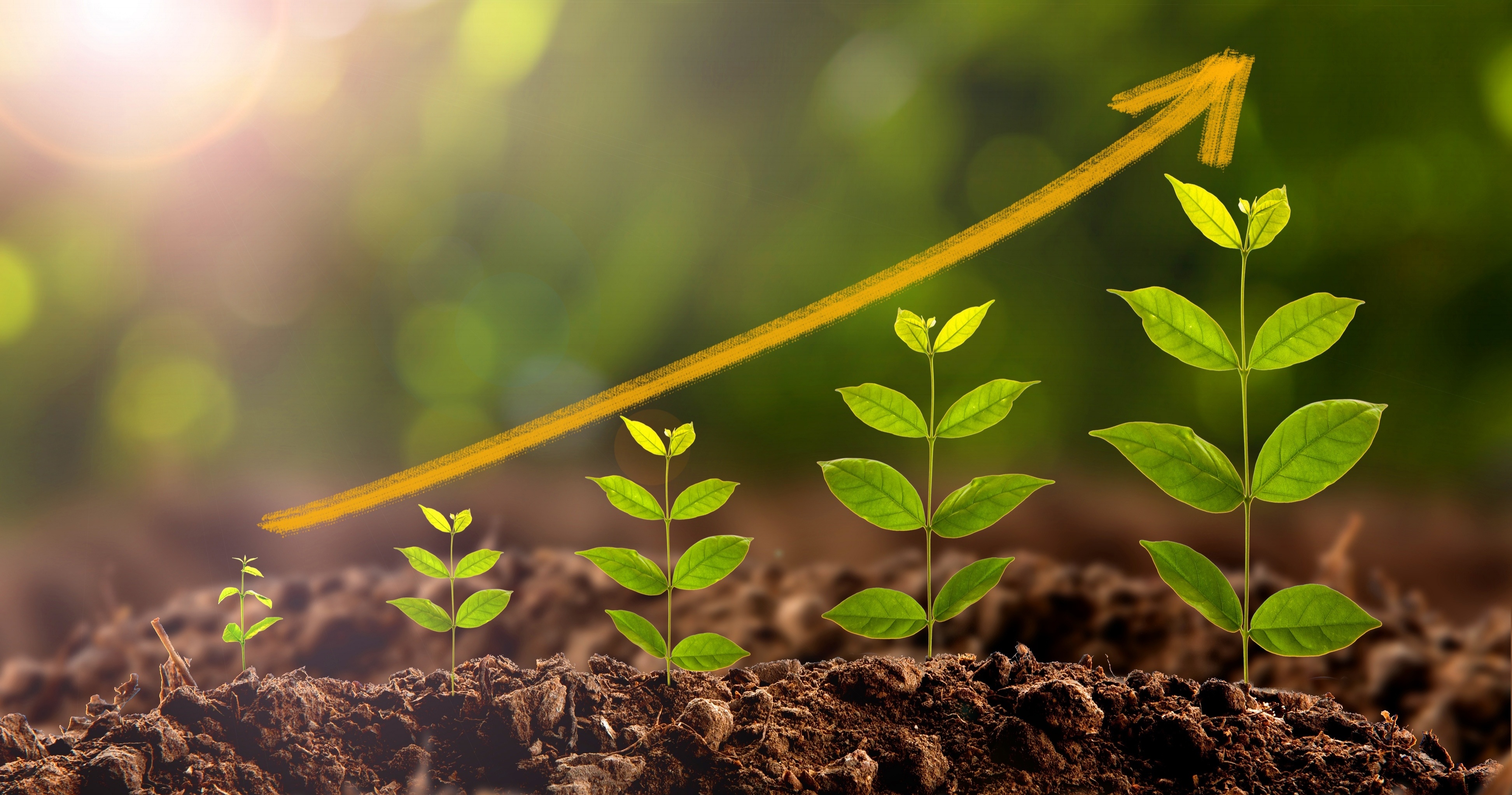 What Are Plant Growth Promoting Bacteria 