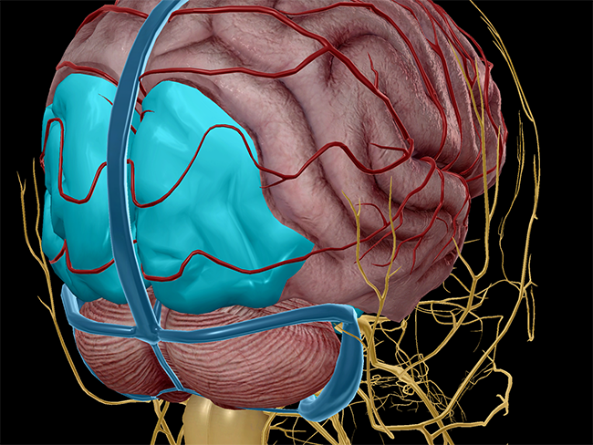 Occipital Lobe Function Location And Structure