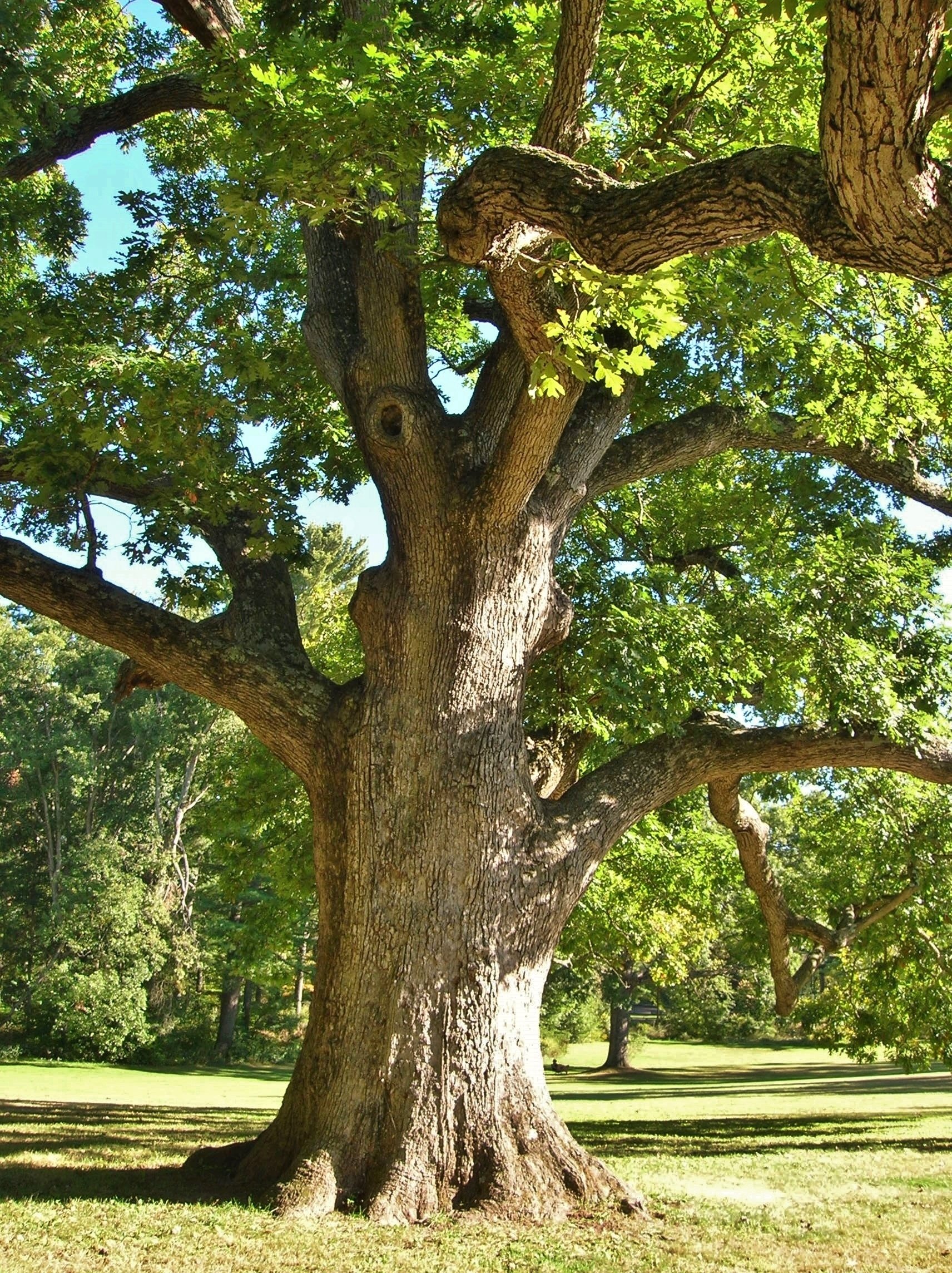 3 Of The Best Shade Trees For Parking Lots In Kentucky 3-of-the-best-shade-trees-for-parking-lots-in-kentucky