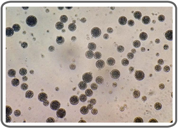 Short guide to magnetic bead specifications for protein purification ...