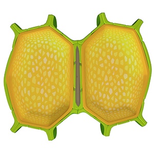 What Is The Cell Wall Made Of & How Do You Break It Down?