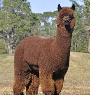 Golden Spirit Alpaca