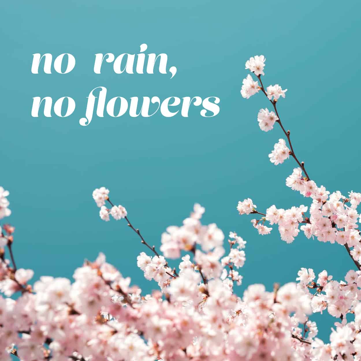 Funny Flower Memes Meme Snowdrop Institute For Humane Education