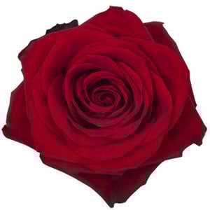 Darker Red Roses: A Quick Guide