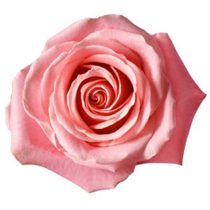 Pink Roses: A Quick Guide