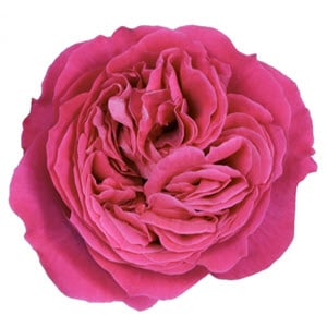 Hot Pink Rose Varieties - Infoupdate.org