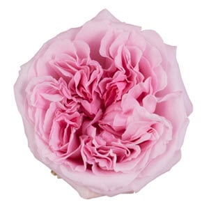 Pink Roses: A Quick Guide