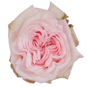 Soft Pink Roses Names - Infoupdate.org