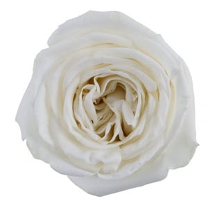 Classic White Roses: A Quick Guide
