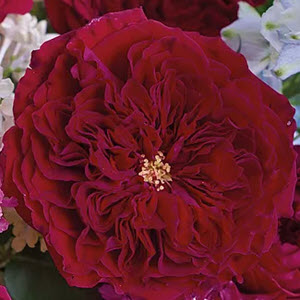 Darker Red Roses: A Quick Guide