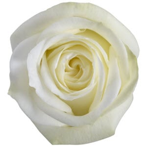 Classic White Roses: A Quick Guide