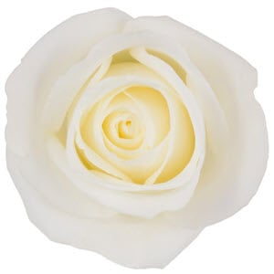 Classic White Roses: A Quick Guide