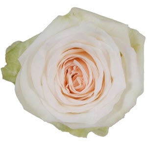 Classic White Roses: A Quick Guide