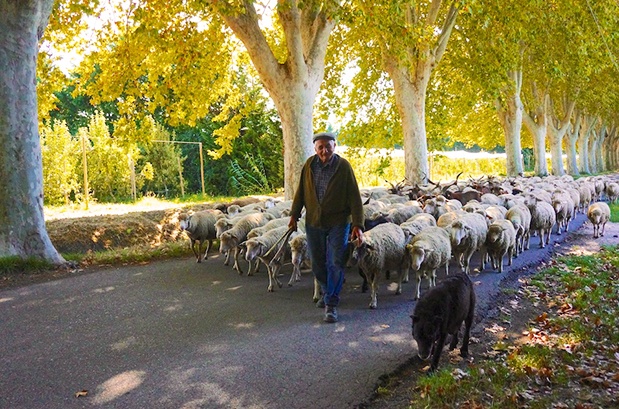 6 Best Wines to Savor from France's Wine Road!