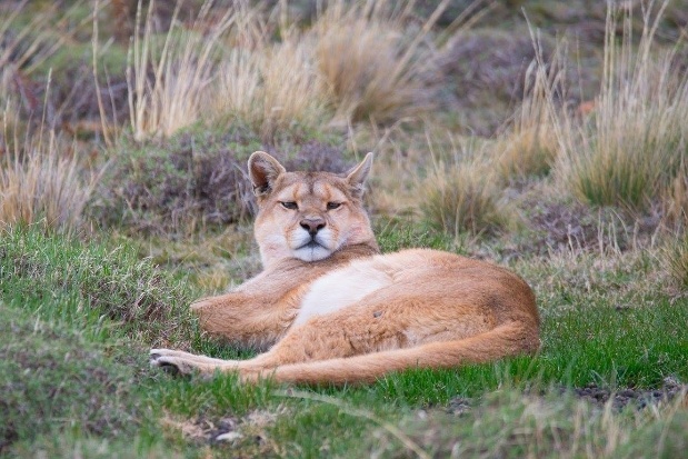 Patagonia: In the Footsteps of the Puma - Travel Vision Journeys