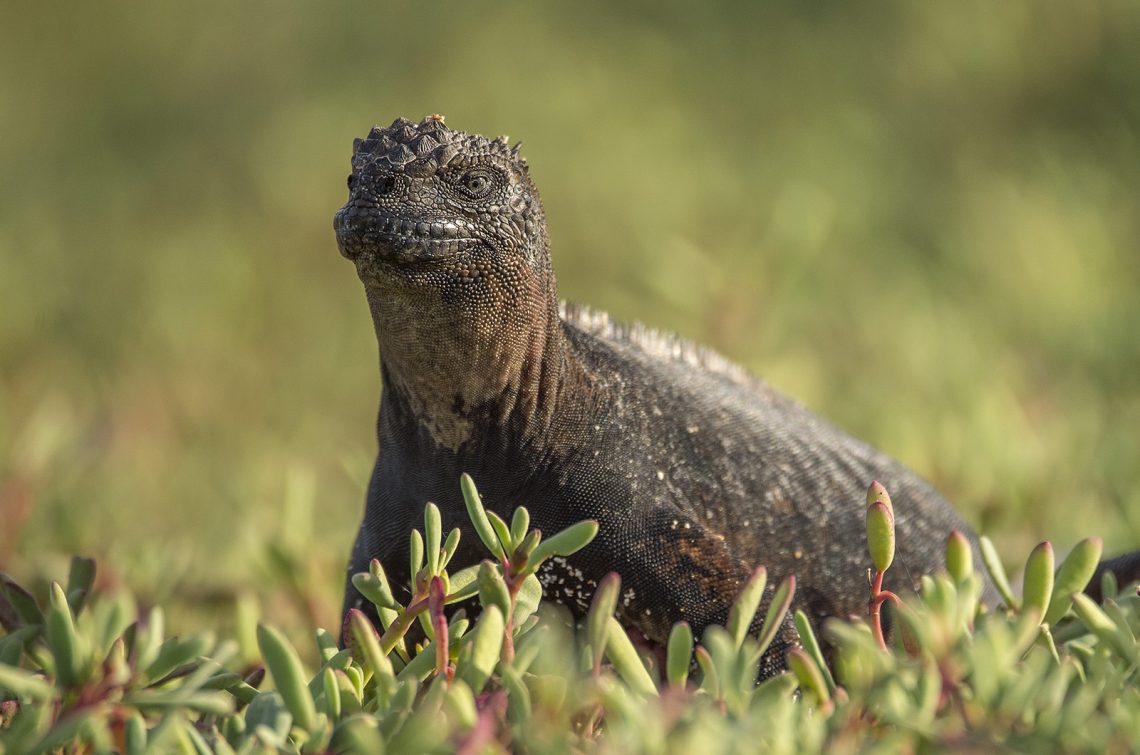 5 Must-See Animals of the Galapagos Islands!