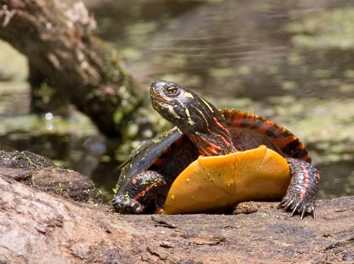 Identify Water Turtles