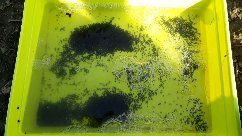 Rapsschädlinge im Anflug: So wird die Gelbschale richtig aufgestellt!