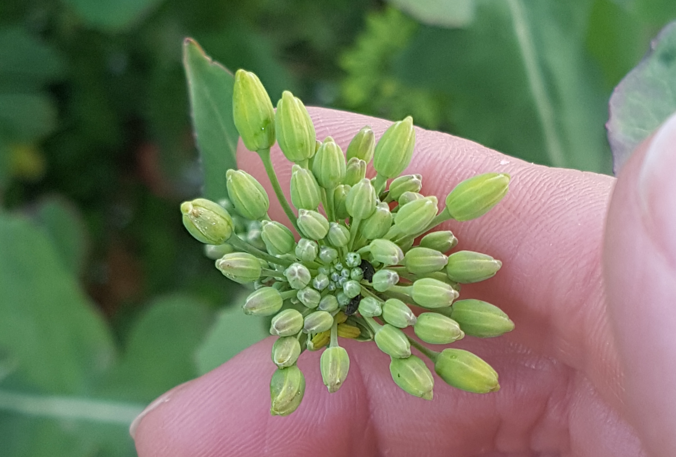 Rapsschädlinge im Anflug: So wird die Gelbschale richtig aufgestellt!