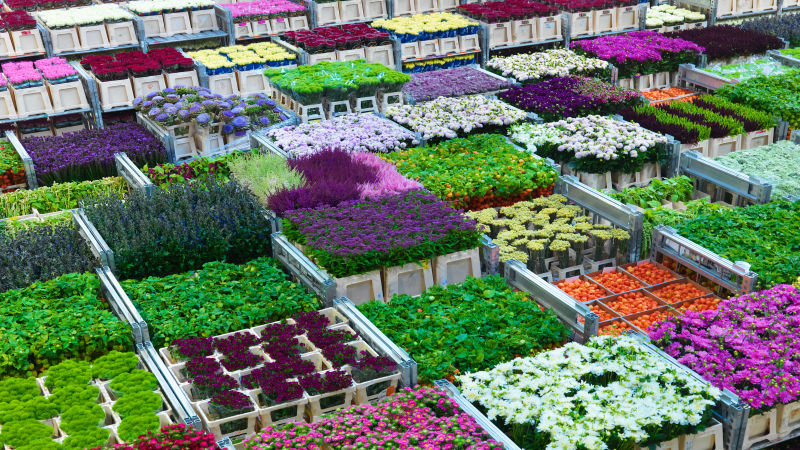Top Flower Producers In The World | Best Flower Site
