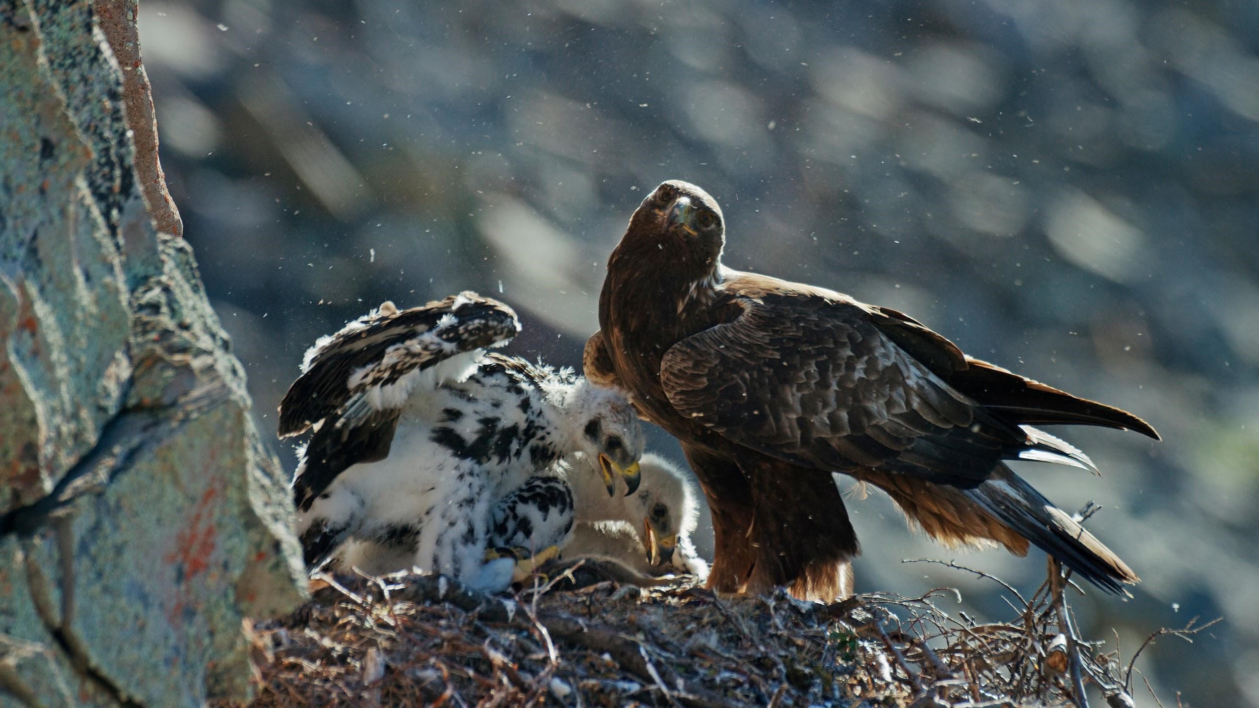 Alaska Wildlife | Arctic National Wildlife Refuge
