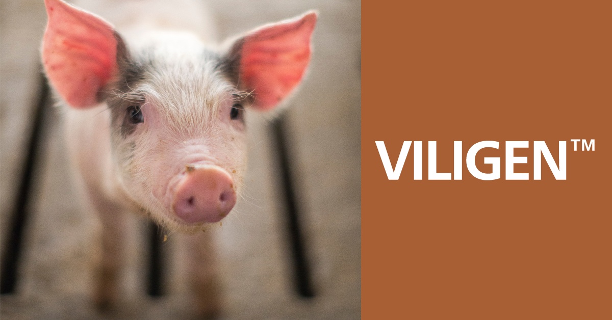 FEED NAVIGATOR: Piglet gut development target of Alltech NPD | Alltech